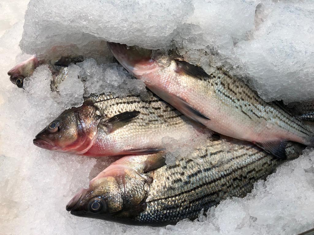 Whole Striped Bass, Fresh – Goldfish Seafood Market