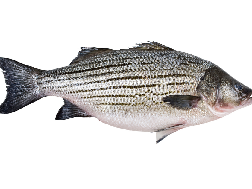 Whole Striped Bass, Fresh – Goldfish Seafood Market