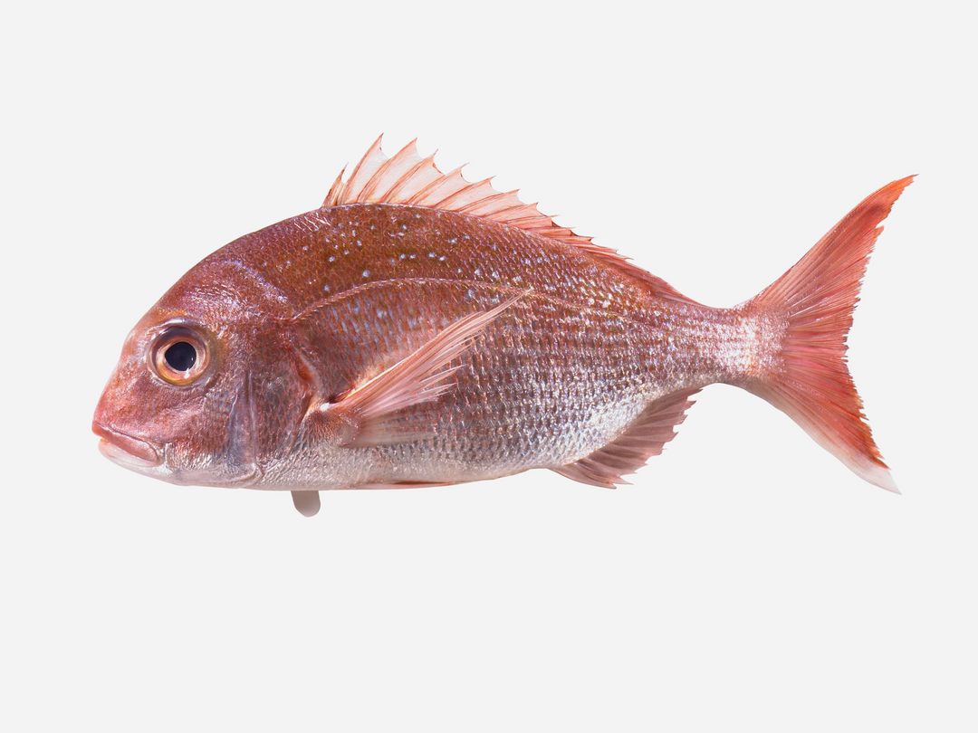 Whole Wild New Zealand Sea Bream, Fresh – Goldfish Seafood Market